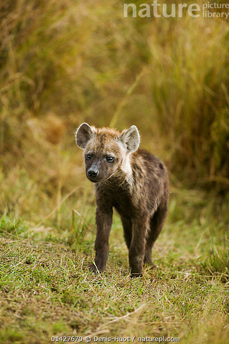 Stock photo of Spotted hyena (Crocuta crocuta) cubs, Masai-Mara Game ...