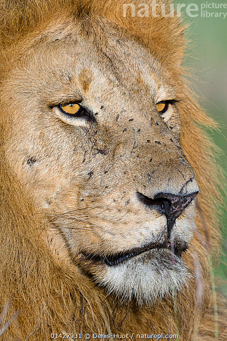 Male Lion Face Side View