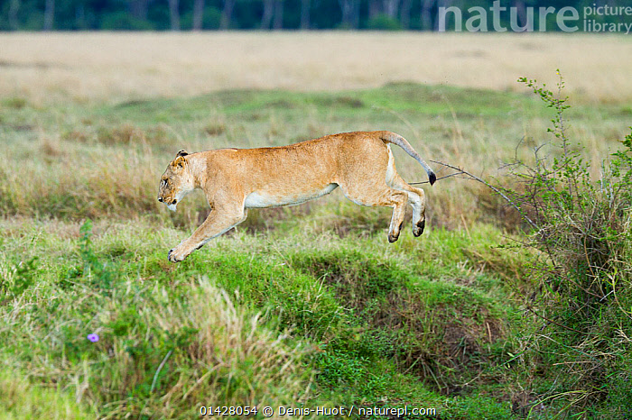 Stock photo of Lioness (Panthera leo) jumping, Masai-Mara Game Reserve ...