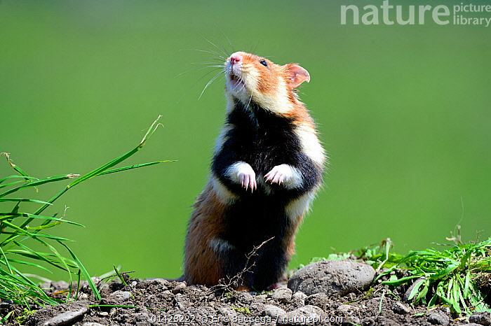 Stock photo of Common hamster standing (Cricetus cricetus) Alsace ...