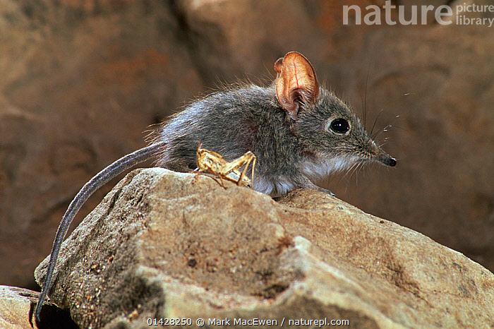 Stock photo of Rufous elephant shrew (Elephantulus rufescens) Tuli ...