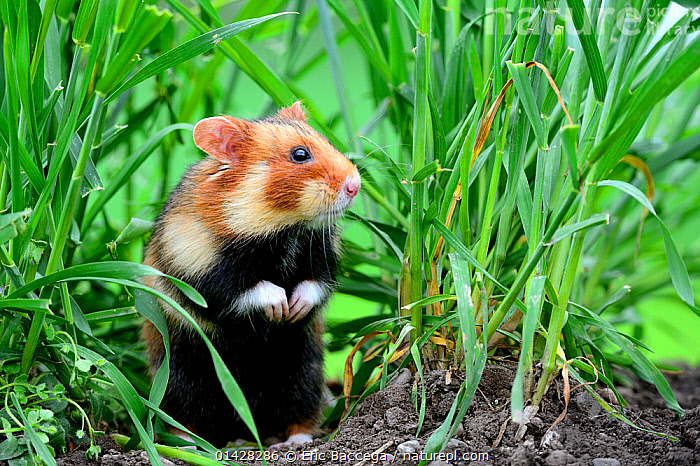Stock photo of Common hamster (Cricetus cricetus) standing, Alsace ...