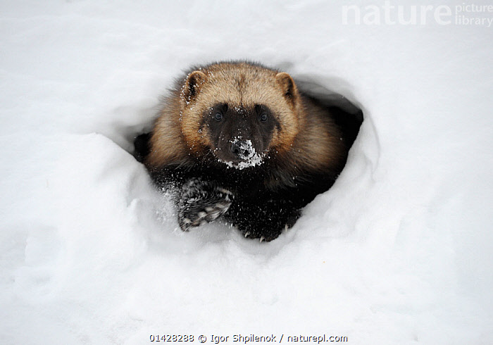 Stock photo of Wolverine (Gulo gulo) emerging from snow shelter after ...