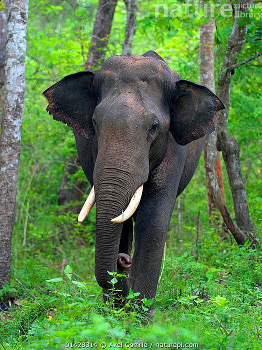 Asian Elephant Wallpaper