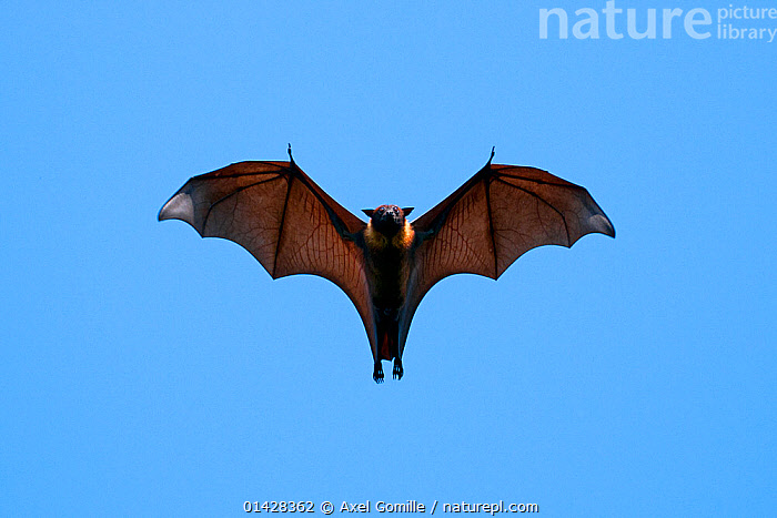 Stock photo of Indian Flying Fox (Pteropus giganteus), flying, India ...