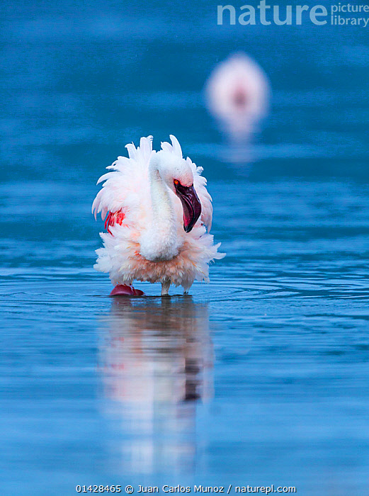 Stock photo of Lesser flamingo (Phoeniconaias minor) with feathers ...