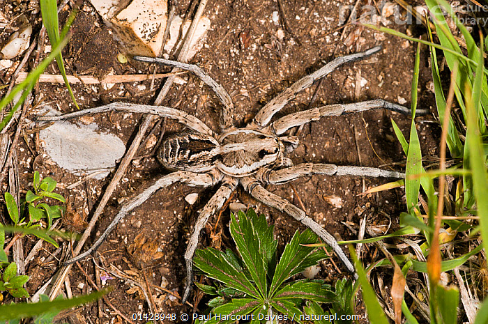 Stock photo of European tarantula (Lycosa narbonense) Sibillini, Umbria ...