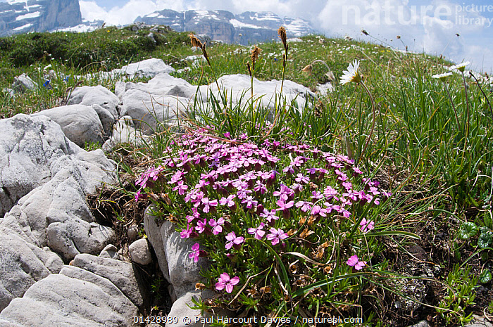 Stock photo of Moss campion (Silene acaulis) in flower, Monte Spinale ...