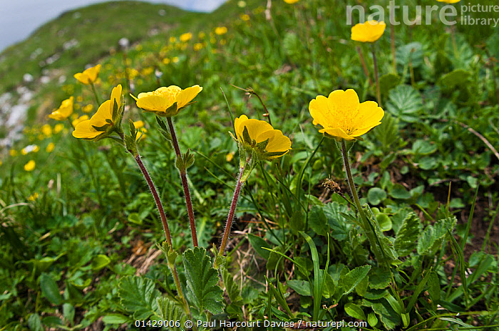 Stock photo of Creeping Avens (Geum reptans) in flower, Monte Spinale ...