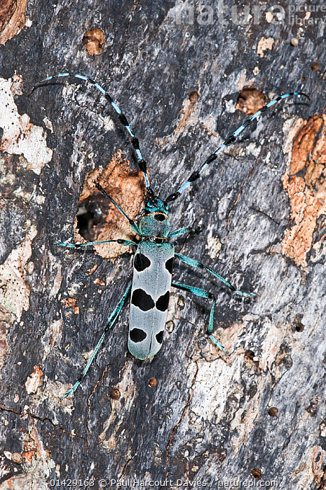 Stock photo of Alpine Longhorn Beetle (Rosalia alpina) a rare and ...
