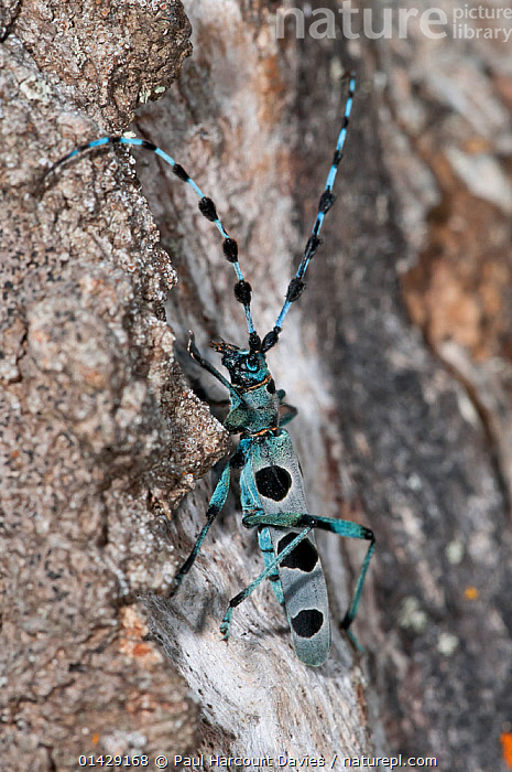 Stock photo of Alpine Longhorn Beetle (Rosalia alpina) a rare and ...