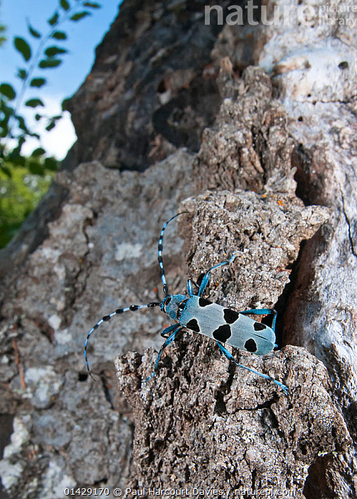 Stock photo of Alpine Longhorn Beetle (Rosalia alpina) a rare and ...