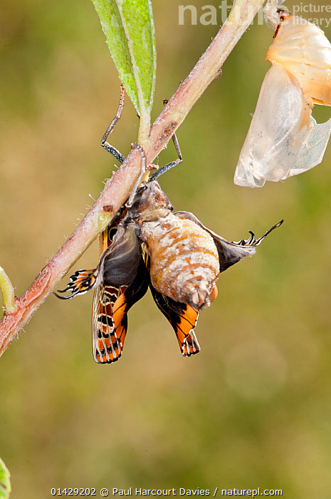 Stock photo of Emergence of Two-tailed Pasha butterfly (Charaxes jasius ...