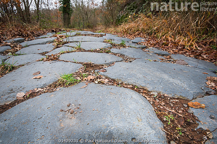 Stock photo of Ancient Roman road made in Basalt near Bolsena, Lazio ...