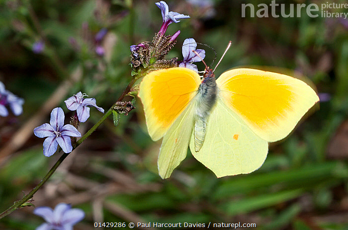 Stock photo of Cleopatra butterfly (Gonepteryx cleopatra) male feeding ...