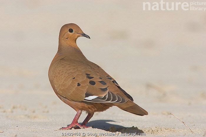 Stock photo of Zenaida Dove (Zenaida aurita) St. John, US Virgin ...