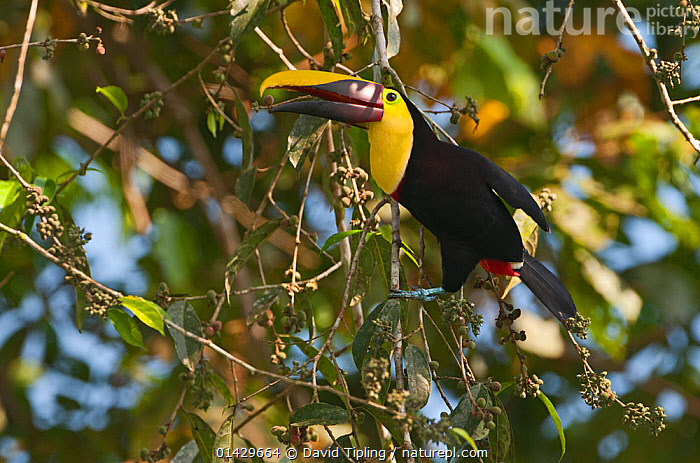 Stock photo of Chestnut-mandibled Toucan (Ramphastos swainsonii) La ...