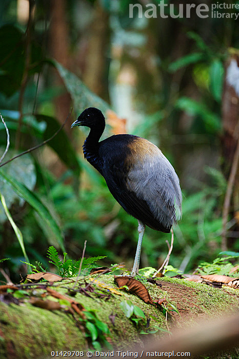 Stock photo of Grey-winged Trumpeter (Psophia crepitans) Amazon ...