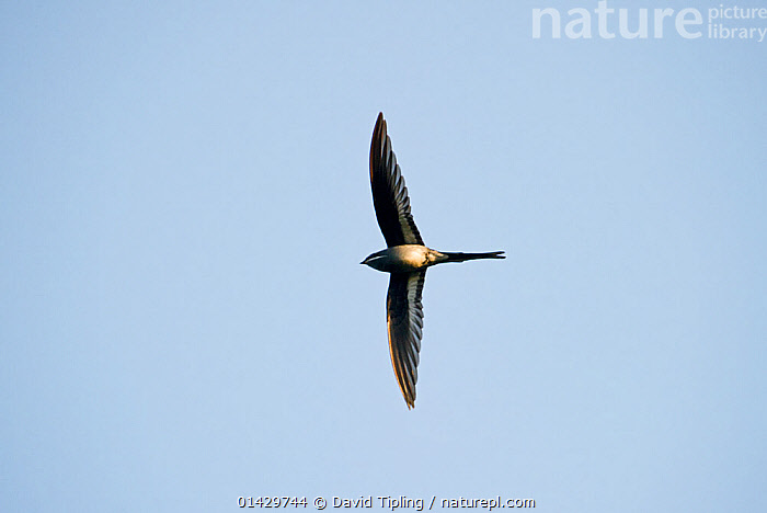 Stock photo of Moustached Tree-Swift (Hemiprocne mystacea) in flight ...