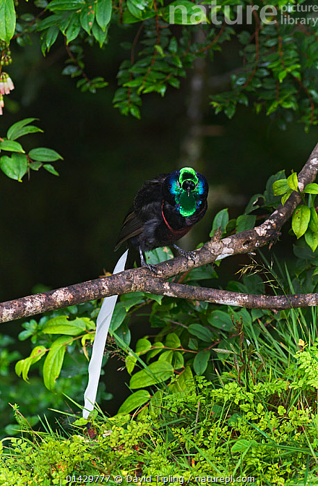 Ribbon Tailed Bird Of Paradise