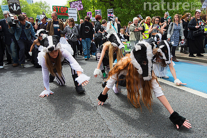 Stock photo of Dancers from the Artful Badger group, dancing in badger ...