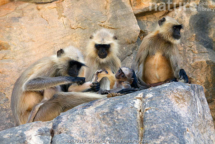 Stock photo of Hanuman / Northern Plains Grey Langur (Semnopithecus ...