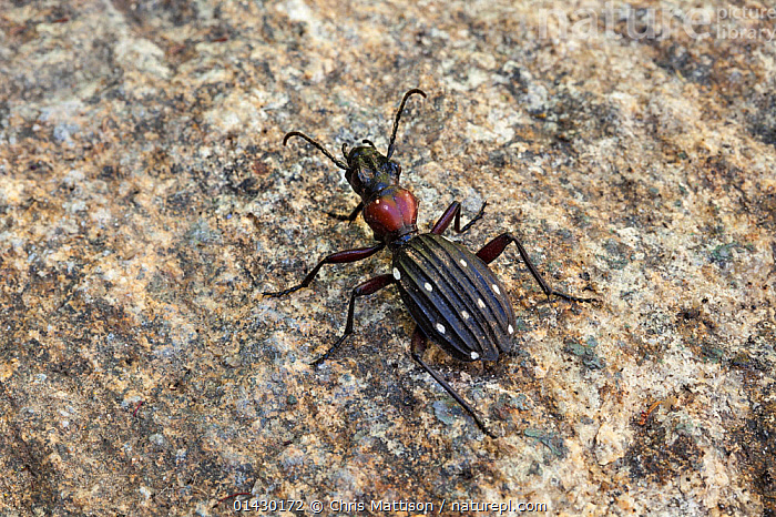 Stock photo of Ten-spotted Ground Beetle (Thermophilum decemgutatum ...