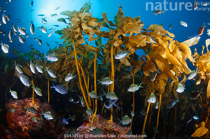 Stock photo of Demoiselle fish (Chromis dispilus) swarm in front of ...