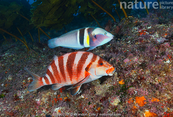 Stock photo of Sandager's Wrasse (Coris sandageri) swimming with Red ...