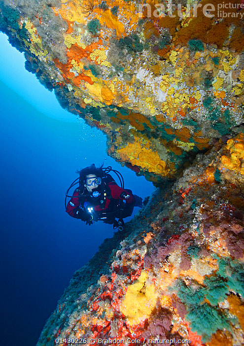Stock photo of Scuba diver admires colorful invertebrates, including ...