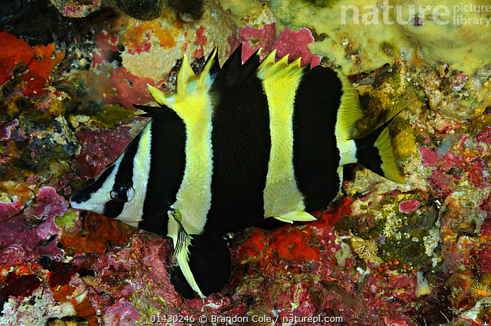 Stock photo of Lord Howe Coralfish (Amphichaetodon howensis) Poor ...