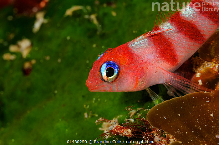 Stock photo of Blue-eyed Triplefin (Notoclinops segmentatus) profile ...