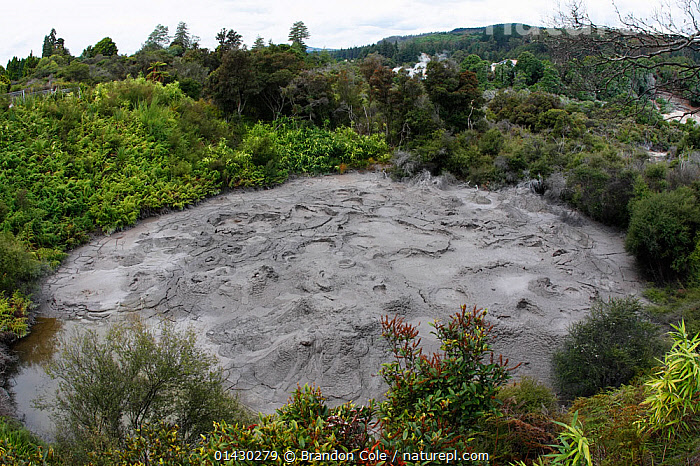 Stock photo of Boiling mud pits at Te Puia, Rotorua area. North Island ...