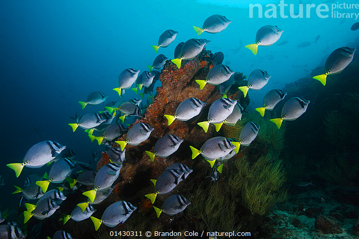 Stock photo of Yellowtailed Surgeonfish (Prionurus laticlavius ...