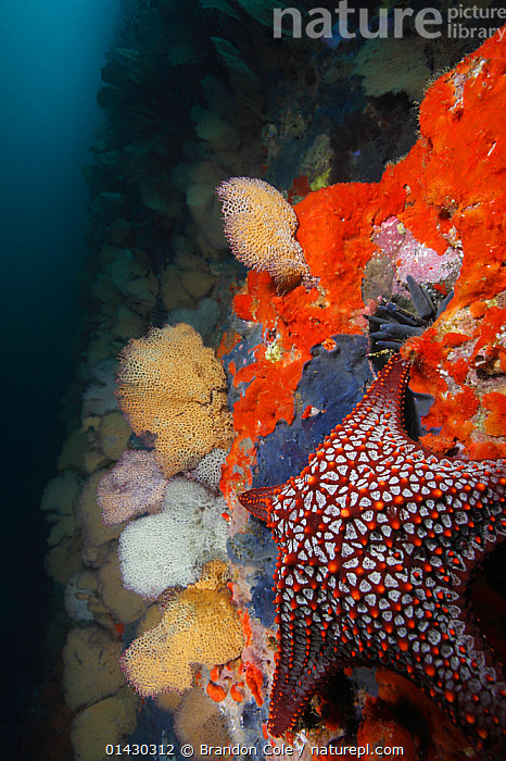Stock photo of Panamic Cushion Sea Star (Pentaceraster cumingi) amongst ...