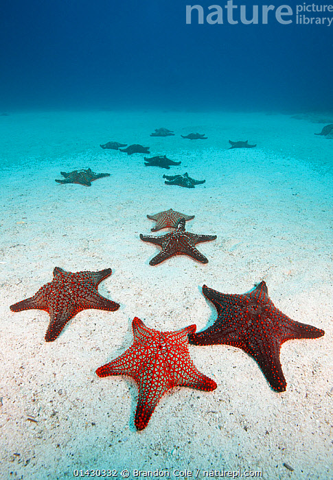 Stock photo of Panamic Cushion Sea Stars (Pentaceraster cumingi ...