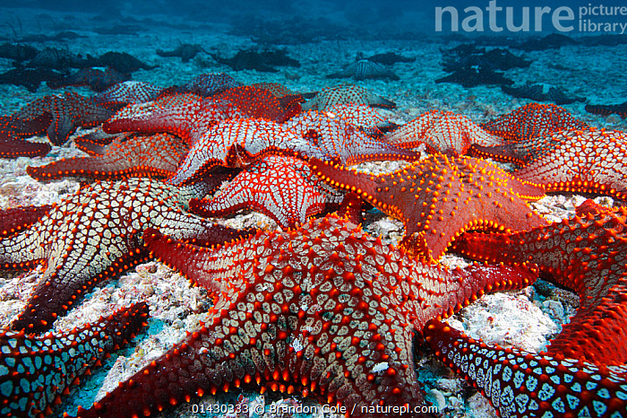 Stock photo of Panamic Cushion Sea Stars (Pentaceraster cumingi) group ...
