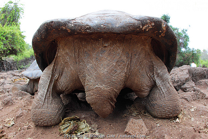 Stock photo of Galapagos Giant Tortoise (Geochelone elephantopus ...