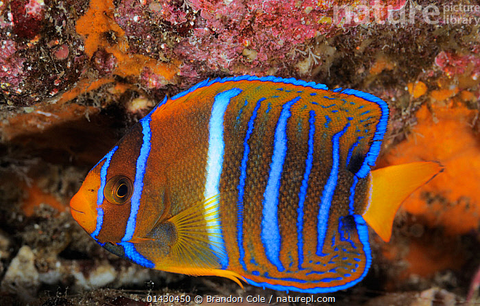 King Angelfish