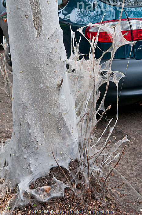 Stock photo of Bird Cherry Ermine Moth (Yponomeuta evonymella) larvae ...