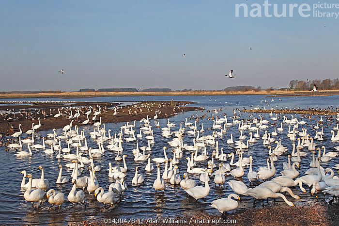 Stock photo of Martin Mere Wildfowl and Wetlands Trust Reserve showing ...