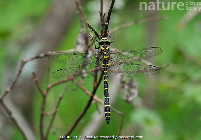 Stock photo of Golden-ringed Dragonfly (Cordulegaster boltonii) male ...