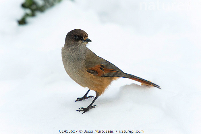 Stock photo of Siberian Jay (Perisoreus infaustus) standing in snow ...