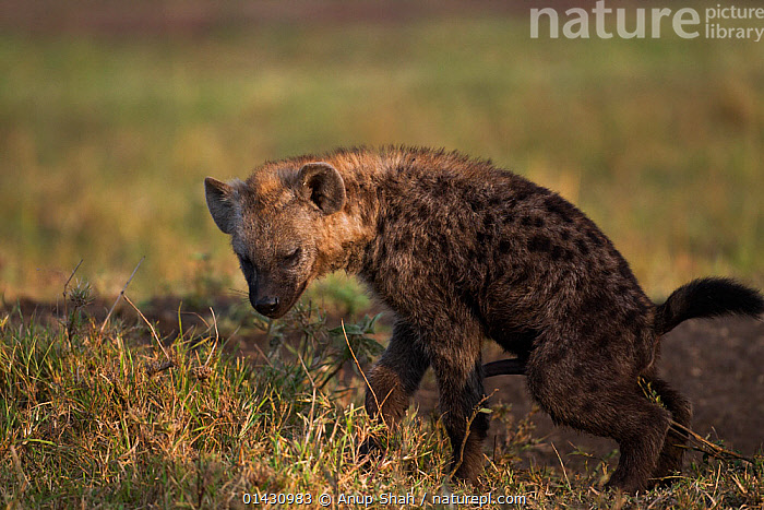 Stock photo of Spotted hyena (Crocuta crocuta) scent marking. Masai ...