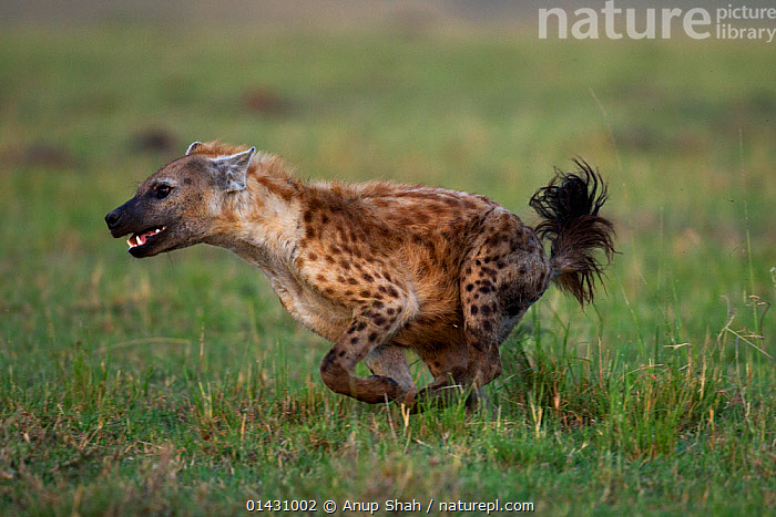 Stock photo of Spotted hyena (Crocuta crocuta) running. Masai Mara ...
