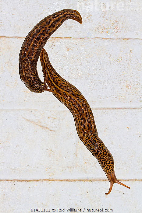 Stock photo of Leopard Slugs (Limax maximus) a mating pair on a wall at ...