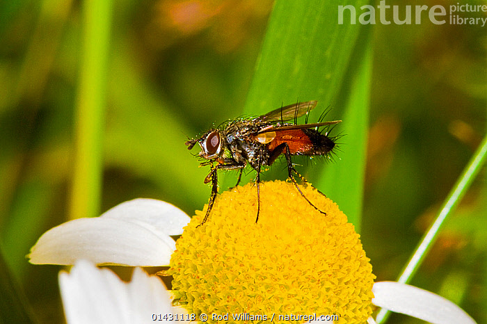 Stock photo of Tachinid fly (Eriothrix rufomaculata) on daisy Lewisham ...