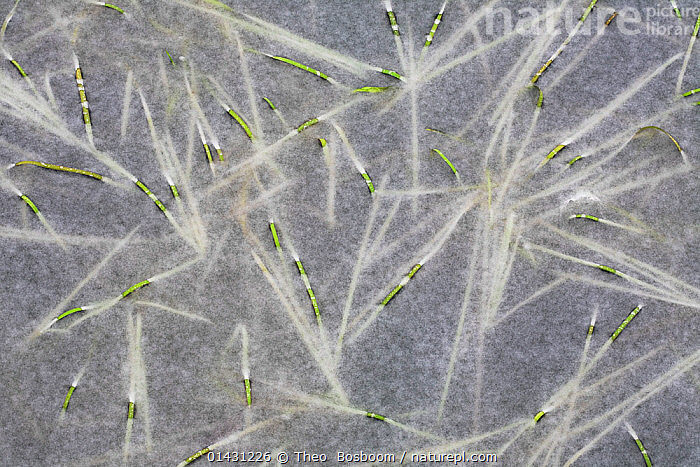 Stock photo of Floating Sweetgrass (Glyceria fluitans) captured in the ...