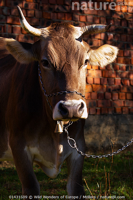 Cow Wearing Bell