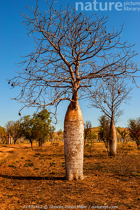 Stock photo of Boab Trees (Adansonia gregorii) in the outback, Old ...